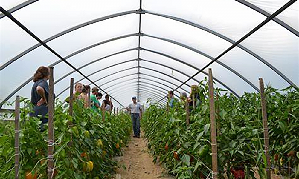 Greenhouse Growing For Beginners | Fasci Garden Greenhouse Growing For Beginners | Fasci Garden